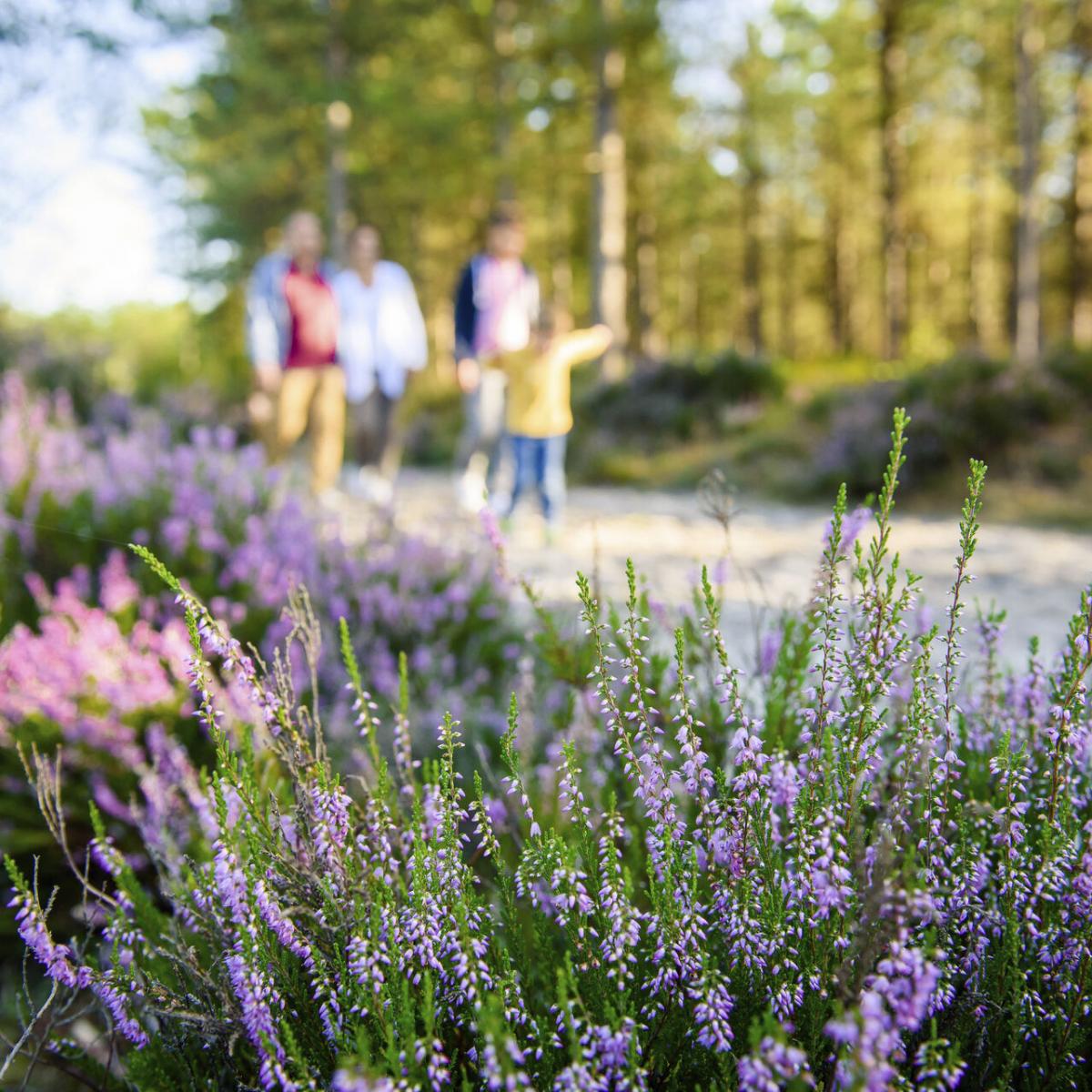 10 forêts en Hauts-de-France pour s’oxygéner | Site officiel Hauts-de ...