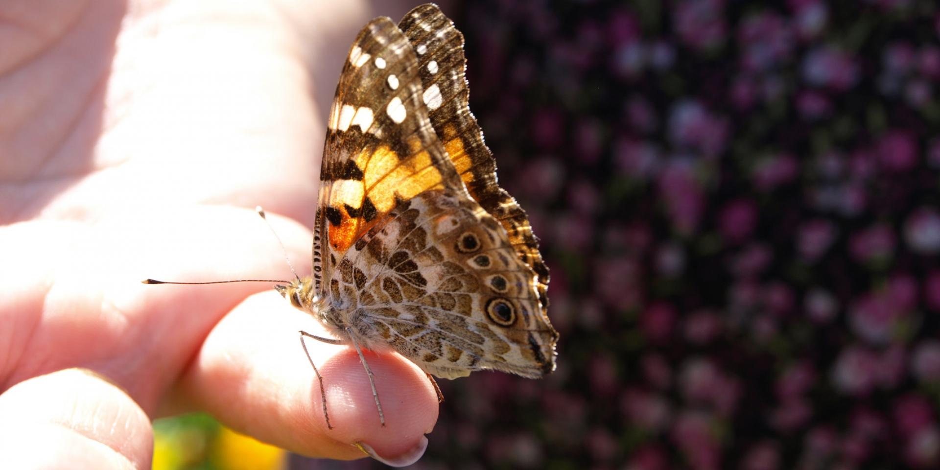 Rondtollen in het vlindermuseum Officiële site van toerisme in Hauts-de-France