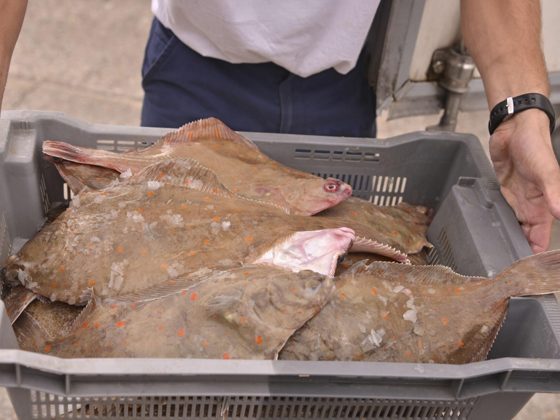 Types of fish in France perfect for a seafood feast | Hauts-de-France ...